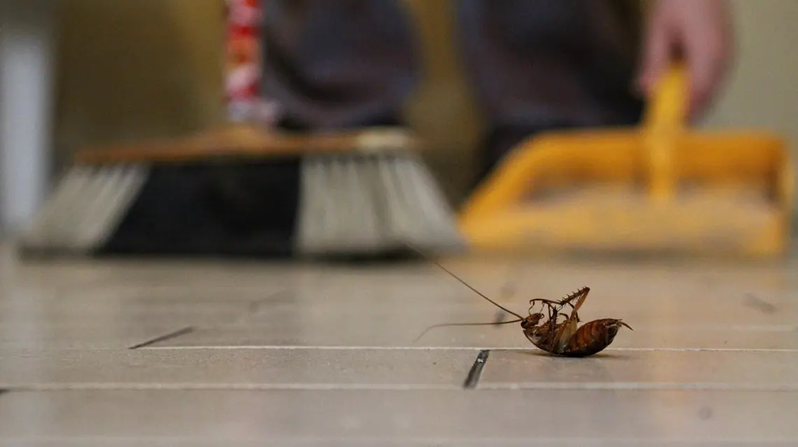 Por que morrem as baratas de barriga para cima? - Truly Nolen